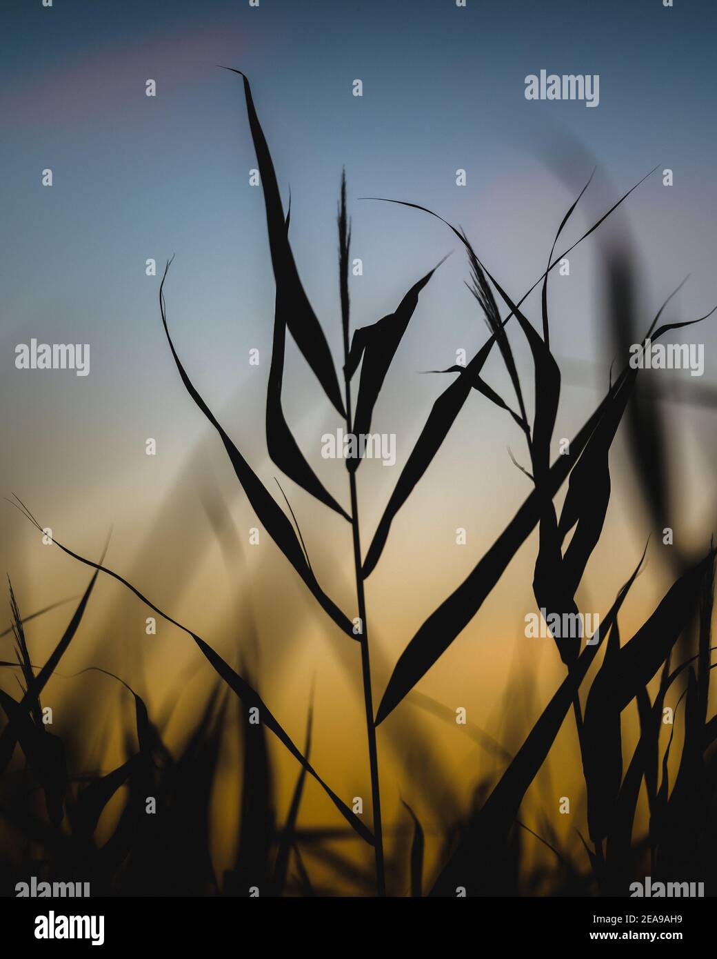 Plant at sunset hi-res stock photography and images - Alamy