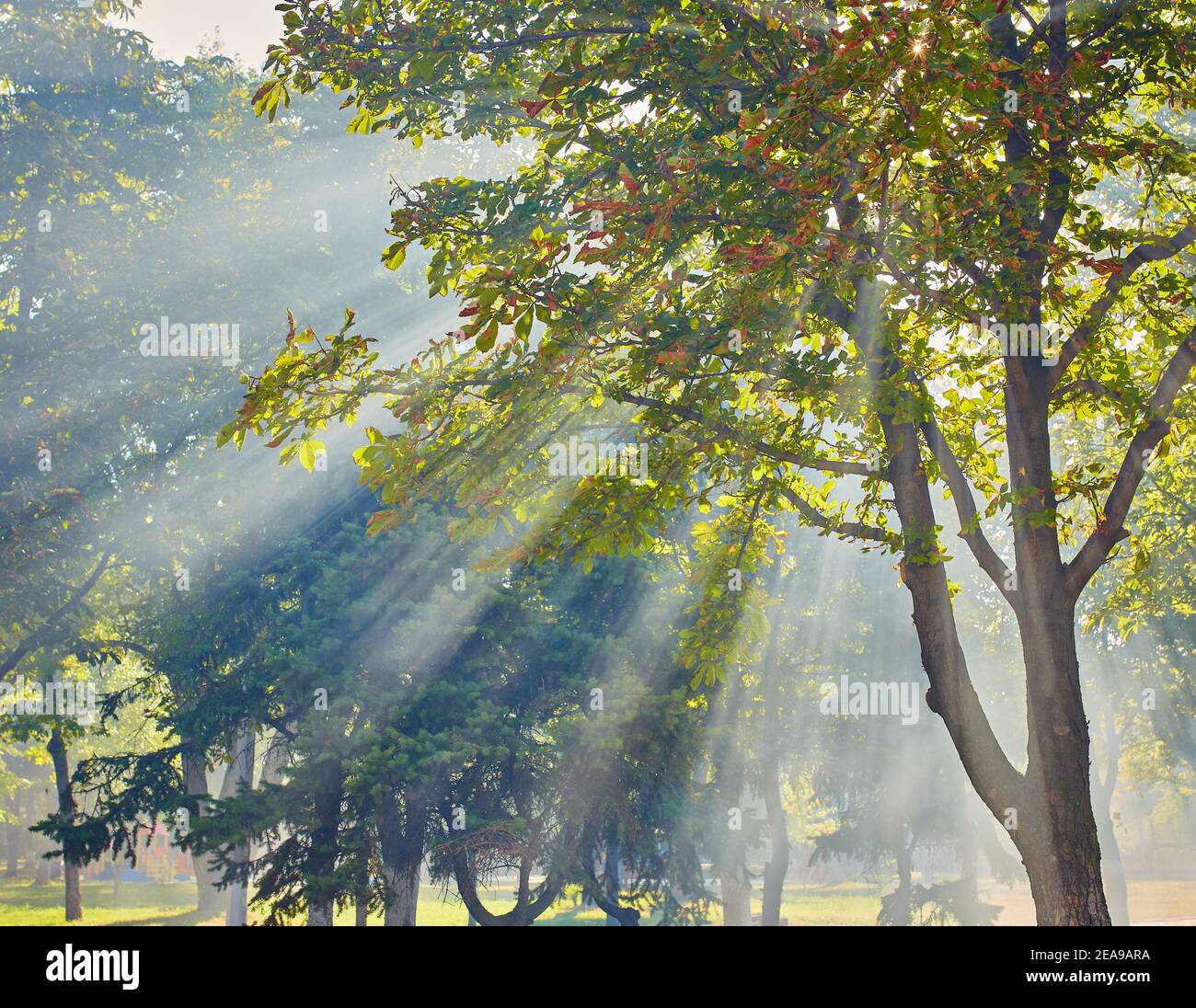 sun rays through the trees in the forest Stock Photo - Alamy