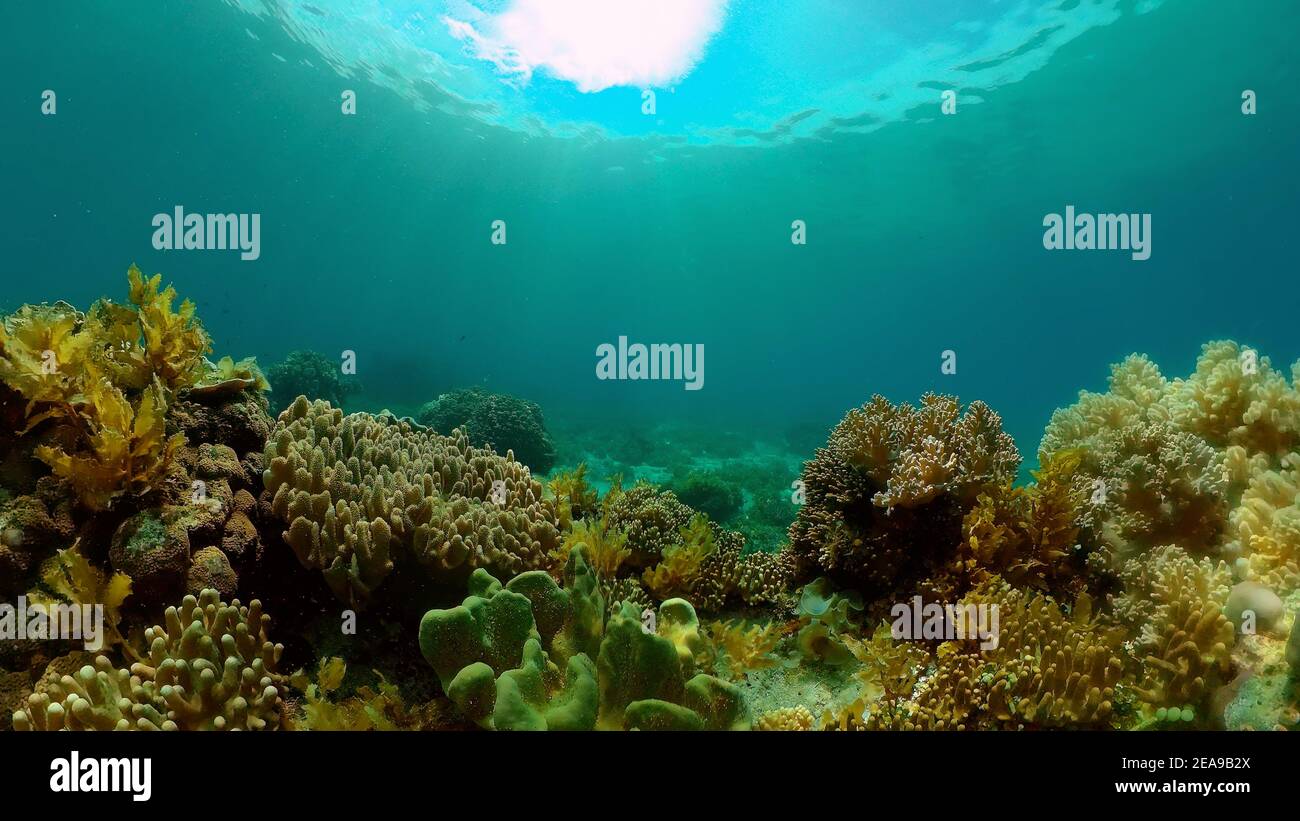 Marine life sea world. Underwater fish reef marine. Tropical colourful ...