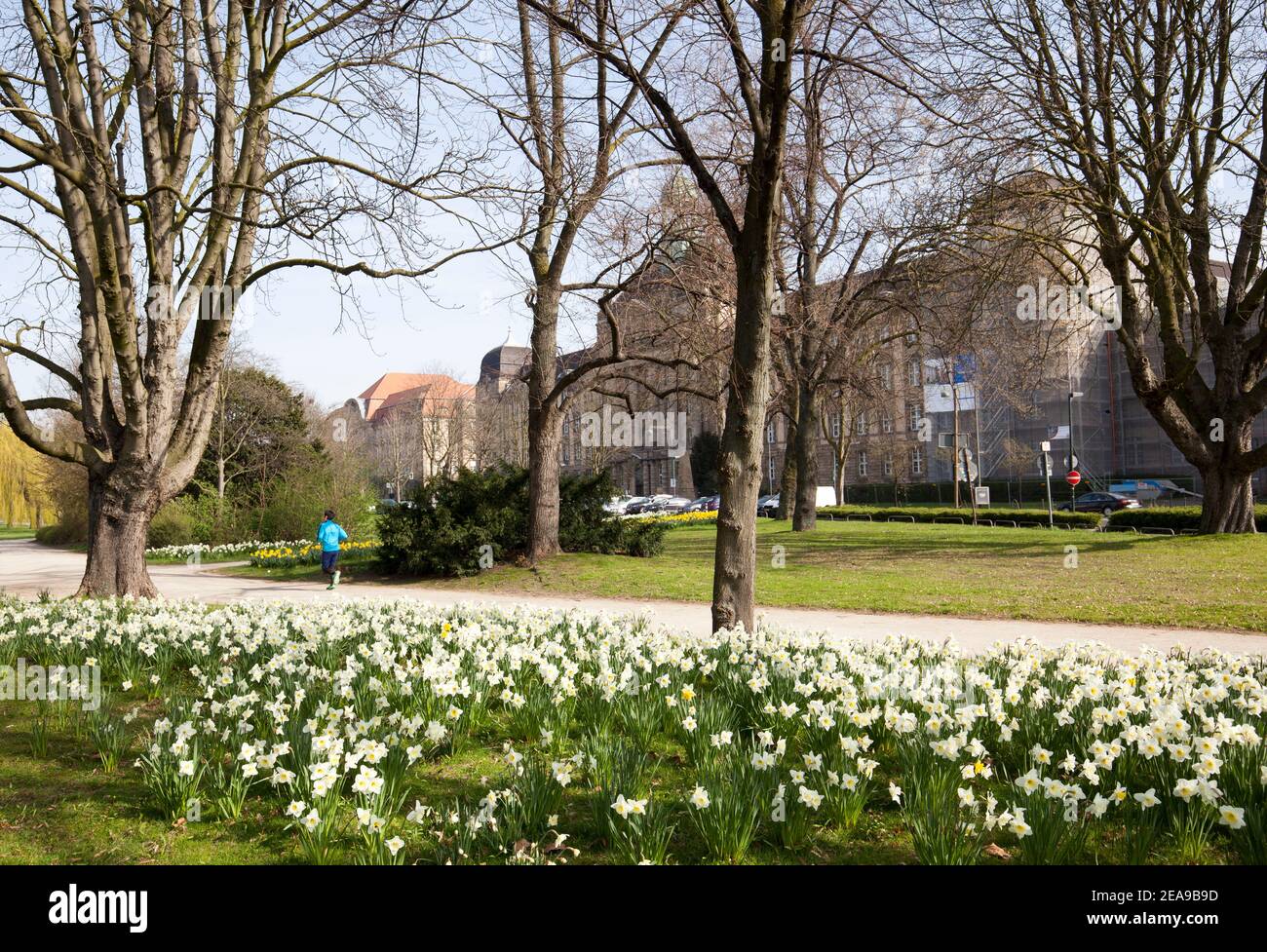 Rheinpark near Ehrenhof, Duesseldorf Stock Photo - Alamy