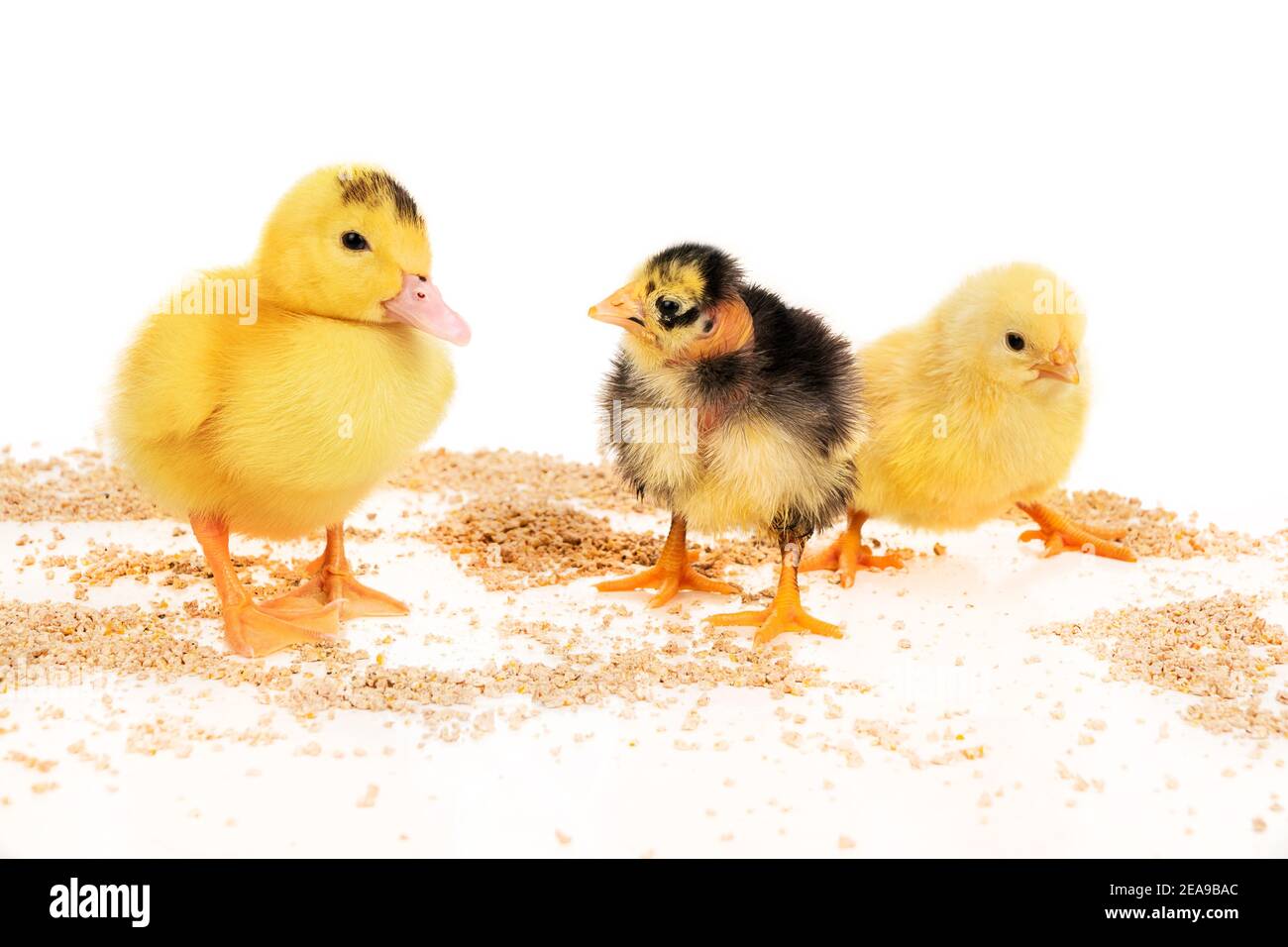 Cute duckling and chickens eat food scattered on the floor isolated on ...