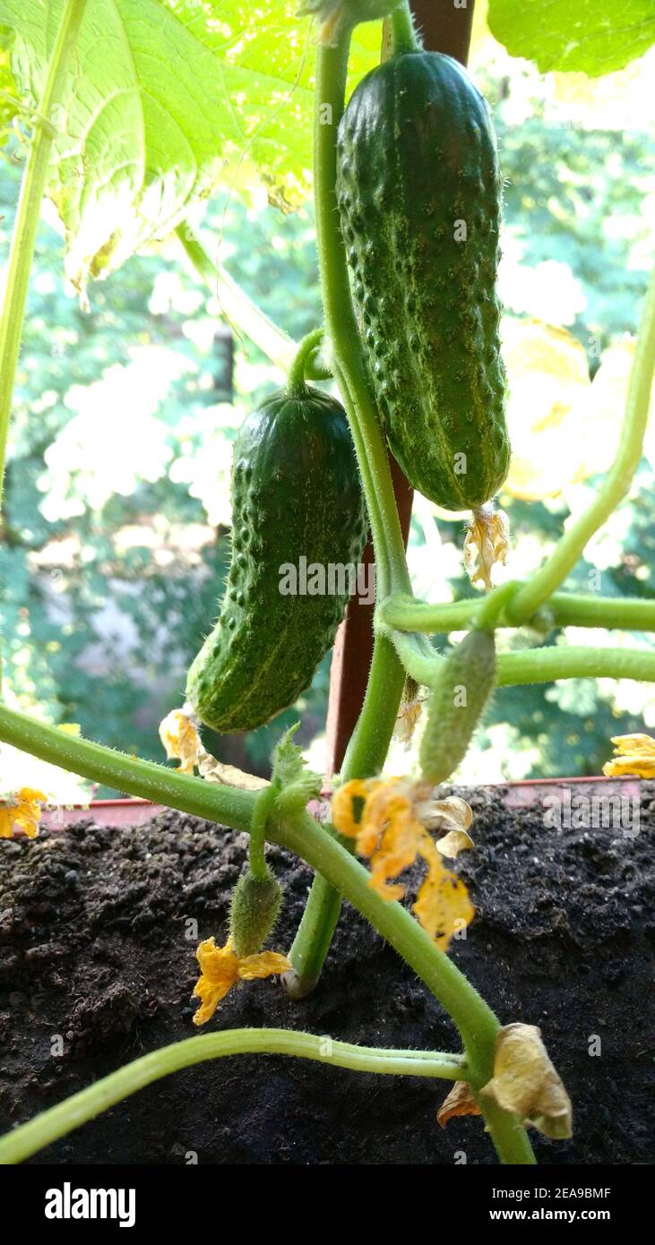 Young cucumbers ripen on the balcony of the garden Stock Photo - Alamy