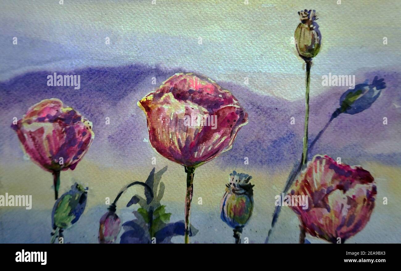 Poppy drawing hi-res stock photography and images - Alamy