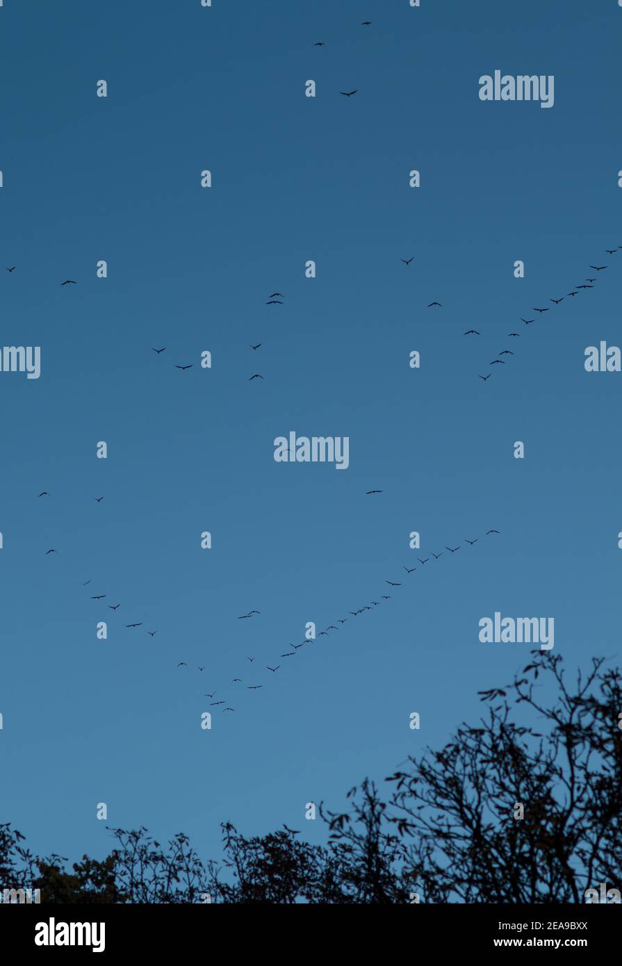 Vertical shot of a flying bird flock Stock Photo - Alamy