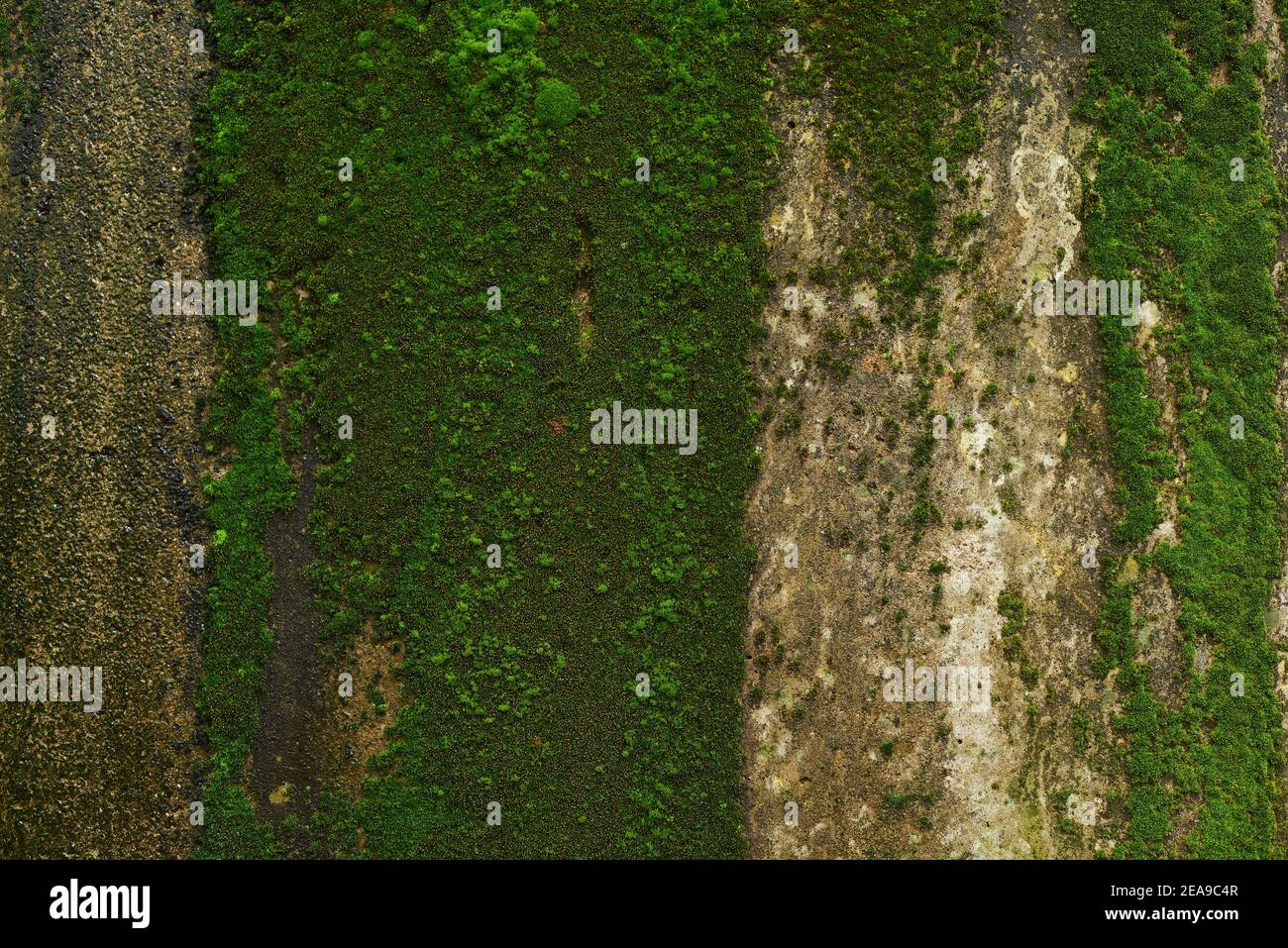 Green moss on old wall with traces of water erosion suburban Stock ...
