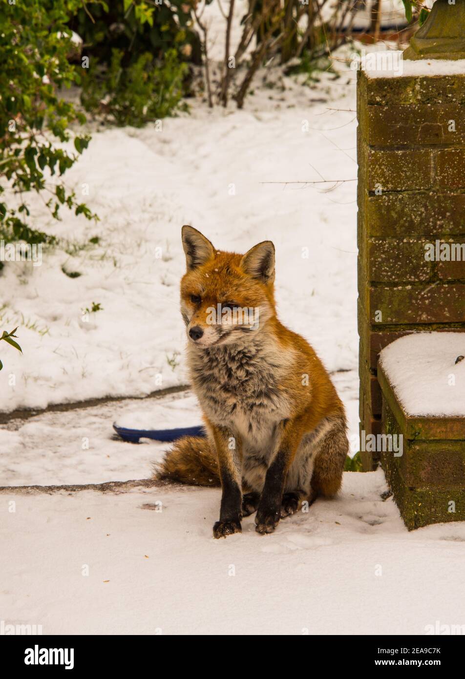 An urban fox in snow covered garden Stock Photo - Alamy