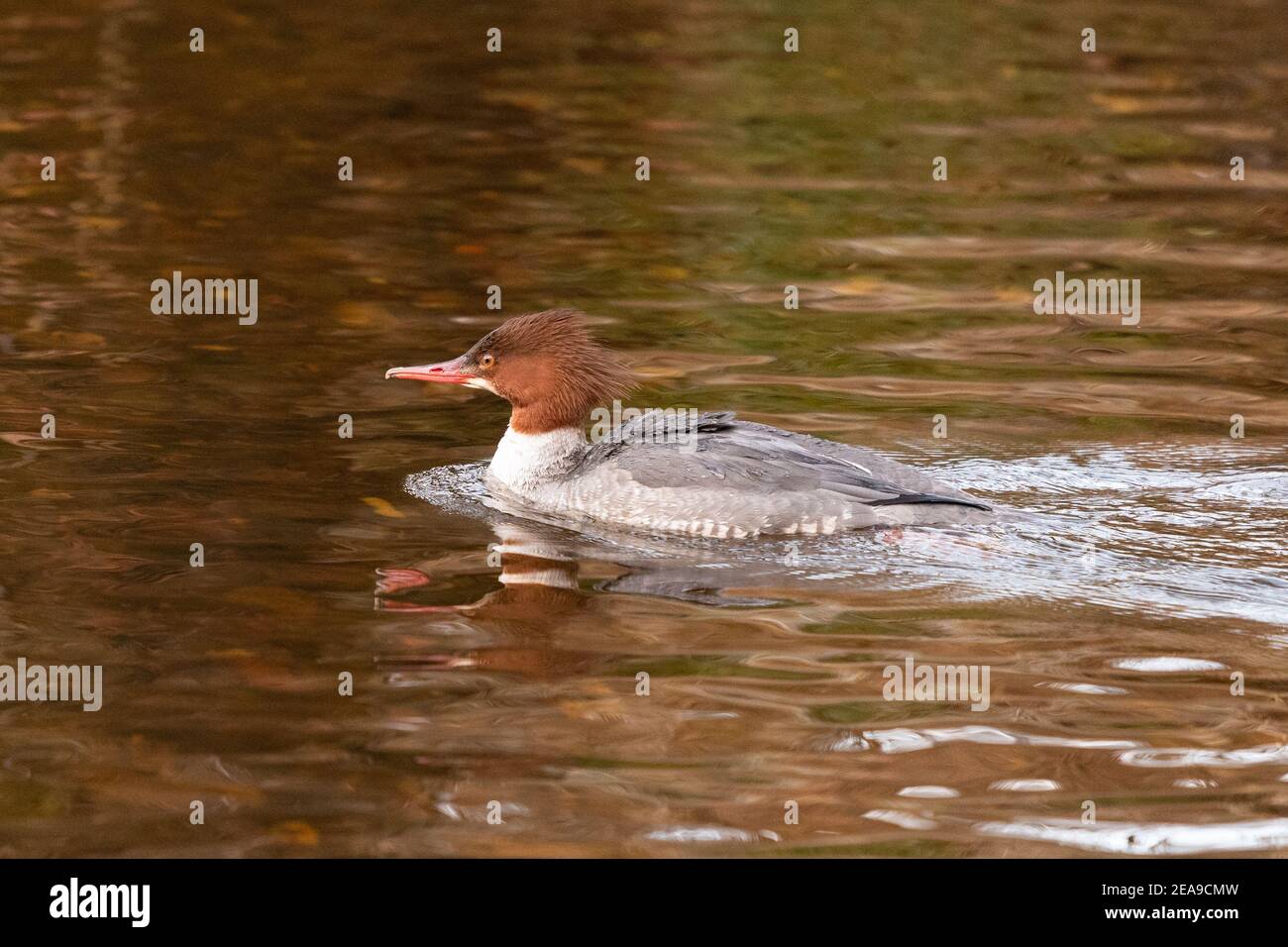 Goosander - female (mergus merganser) - Endrick Water, Scotland, UK ...
