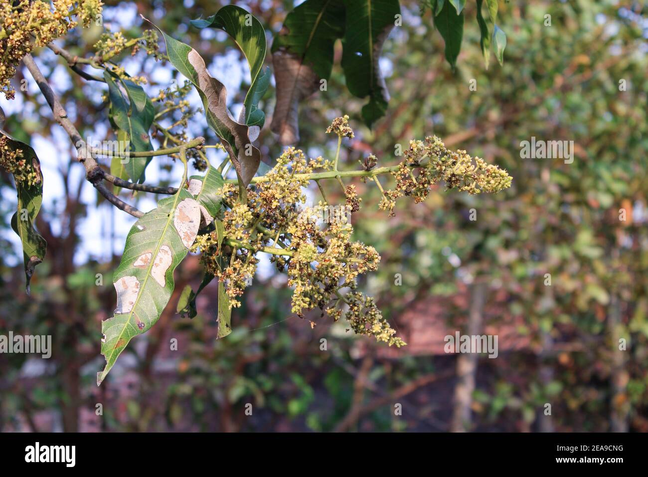Wild mango tree flowers hi-res stock photography and images - Alamy
