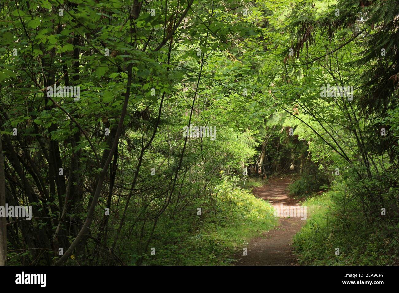 Path through the woods Stock Photo - Alamy
