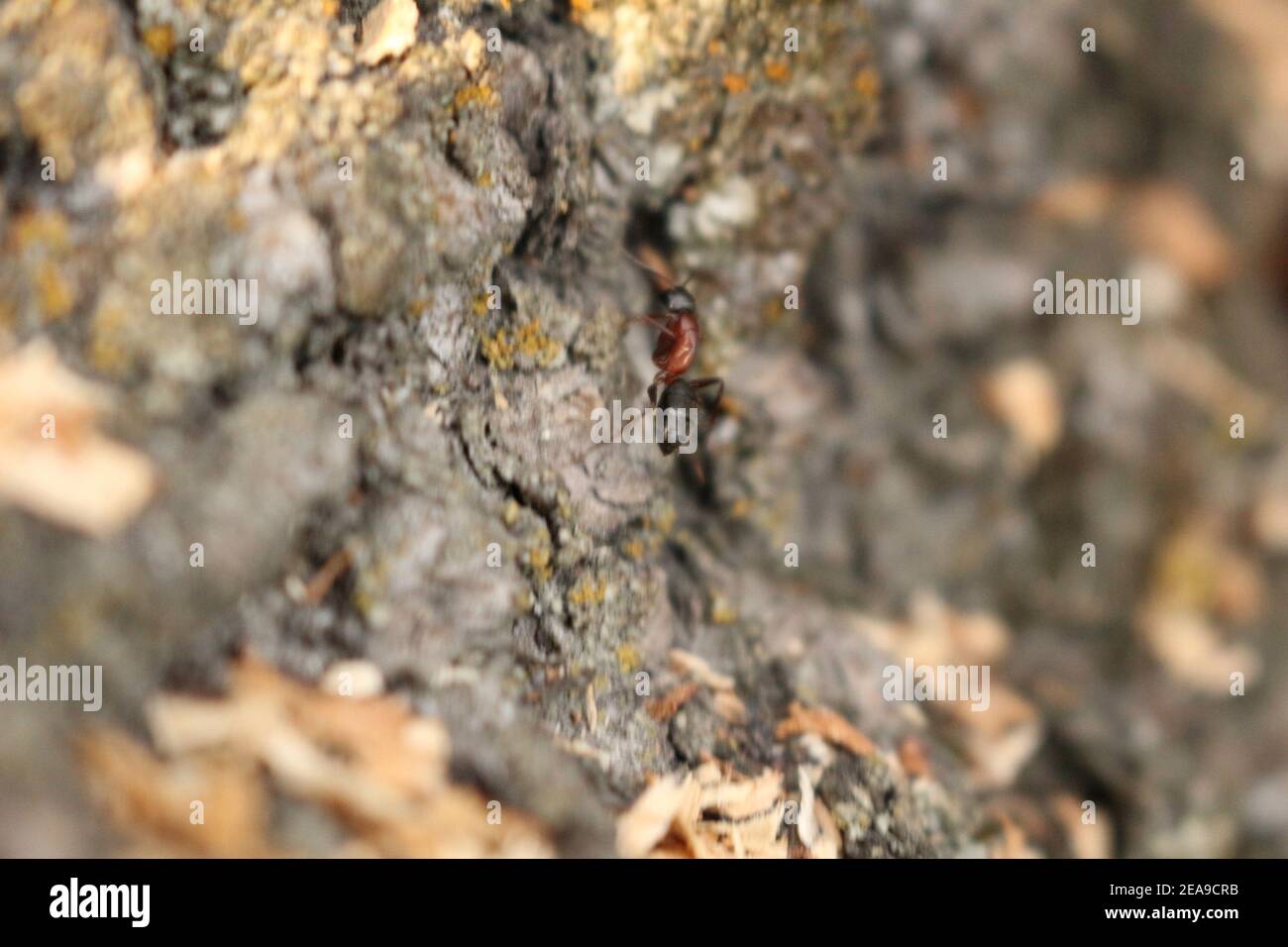 Fire ant hi-res stock photography and images - Alamy