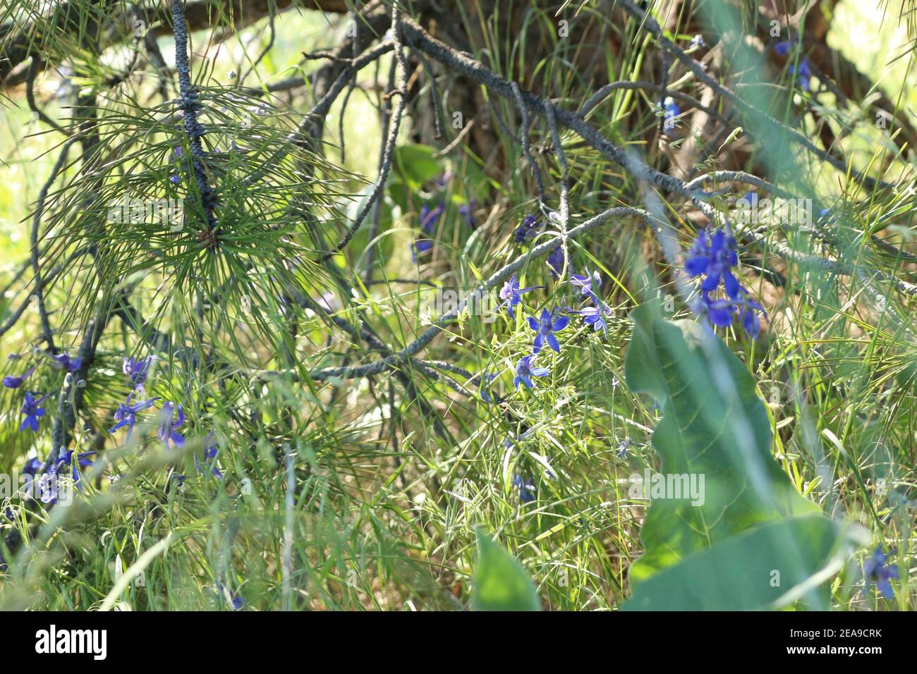 Wild blue eyed grass Stock Photo - Alamy