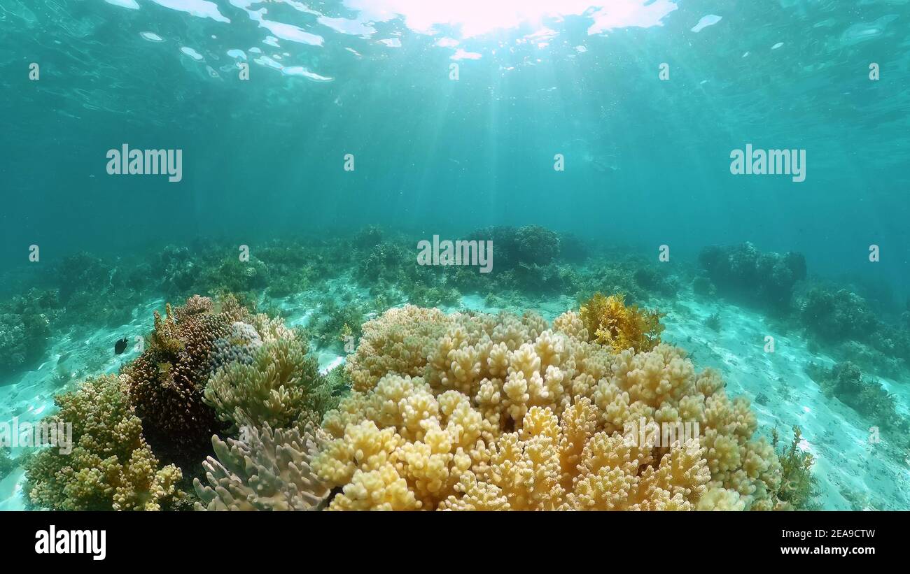 Tropical fishes and coral reef underwater. Hard and soft corals ...