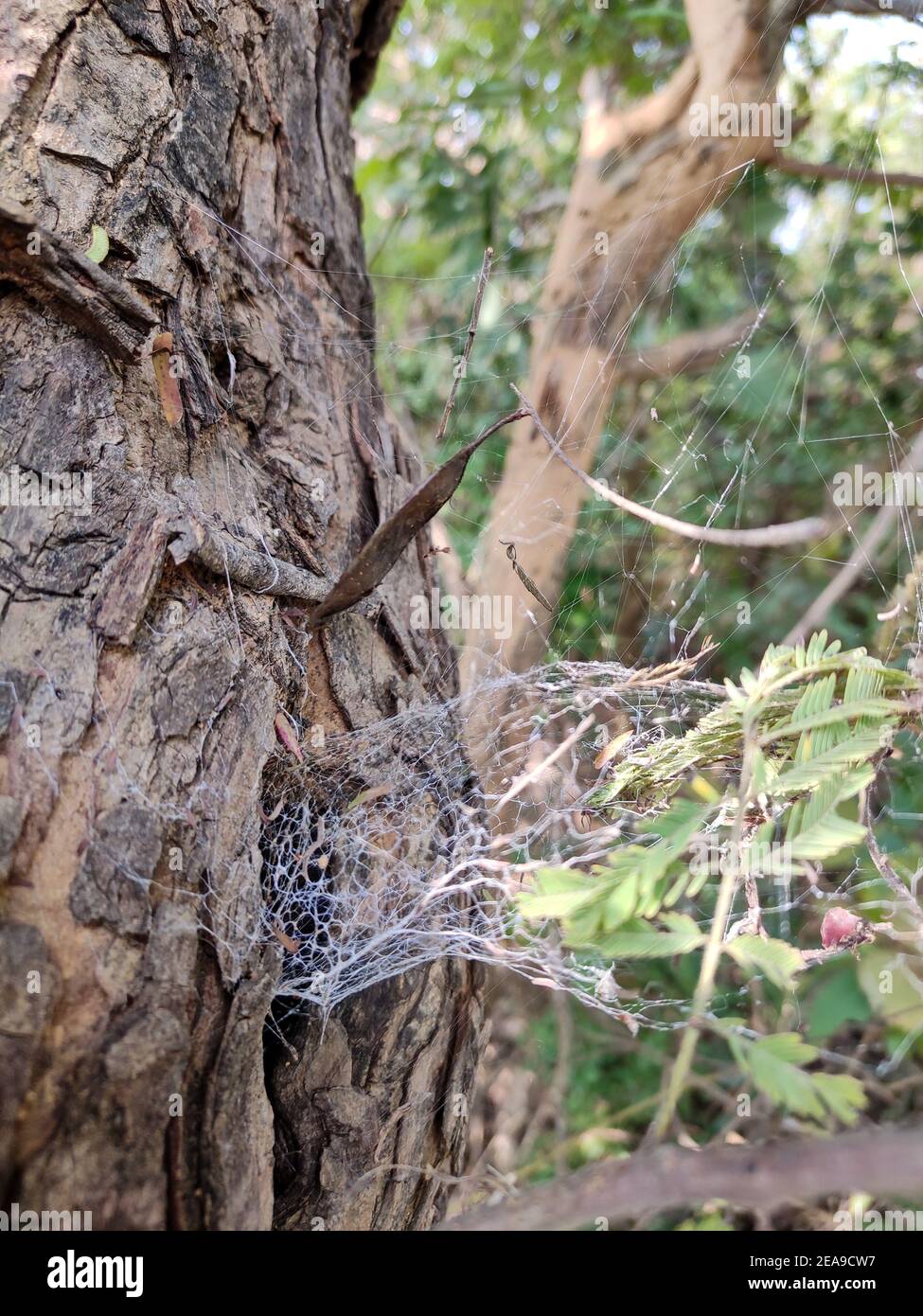 Cobweb on an old tree trunk and a plant Stock Photo - Alamy