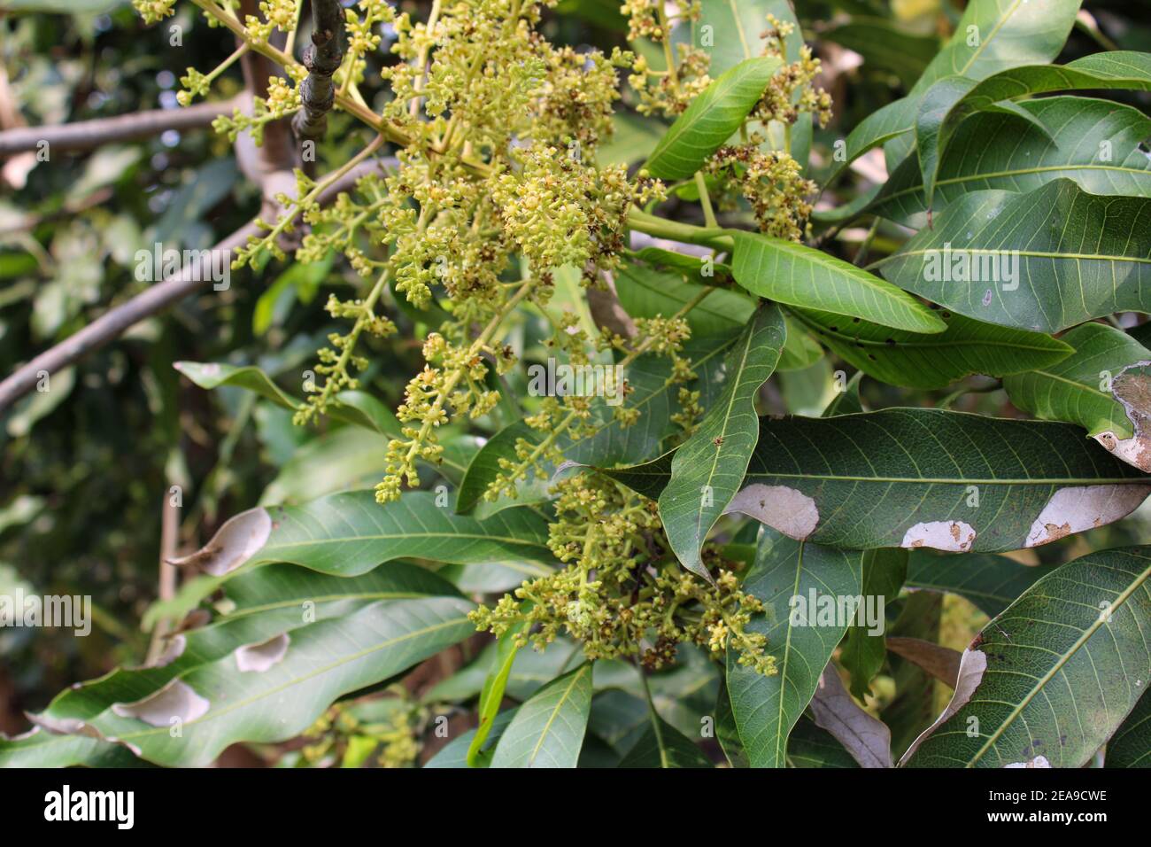Closeup shot of flowers on a mango tree Stock Photo - Alamy