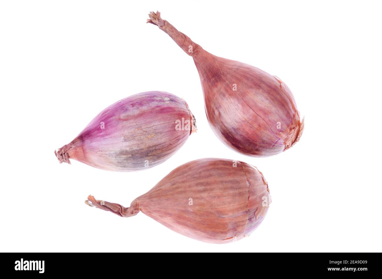 Shallots isolated on white background. Studio Photo Stock Photo - Alamy