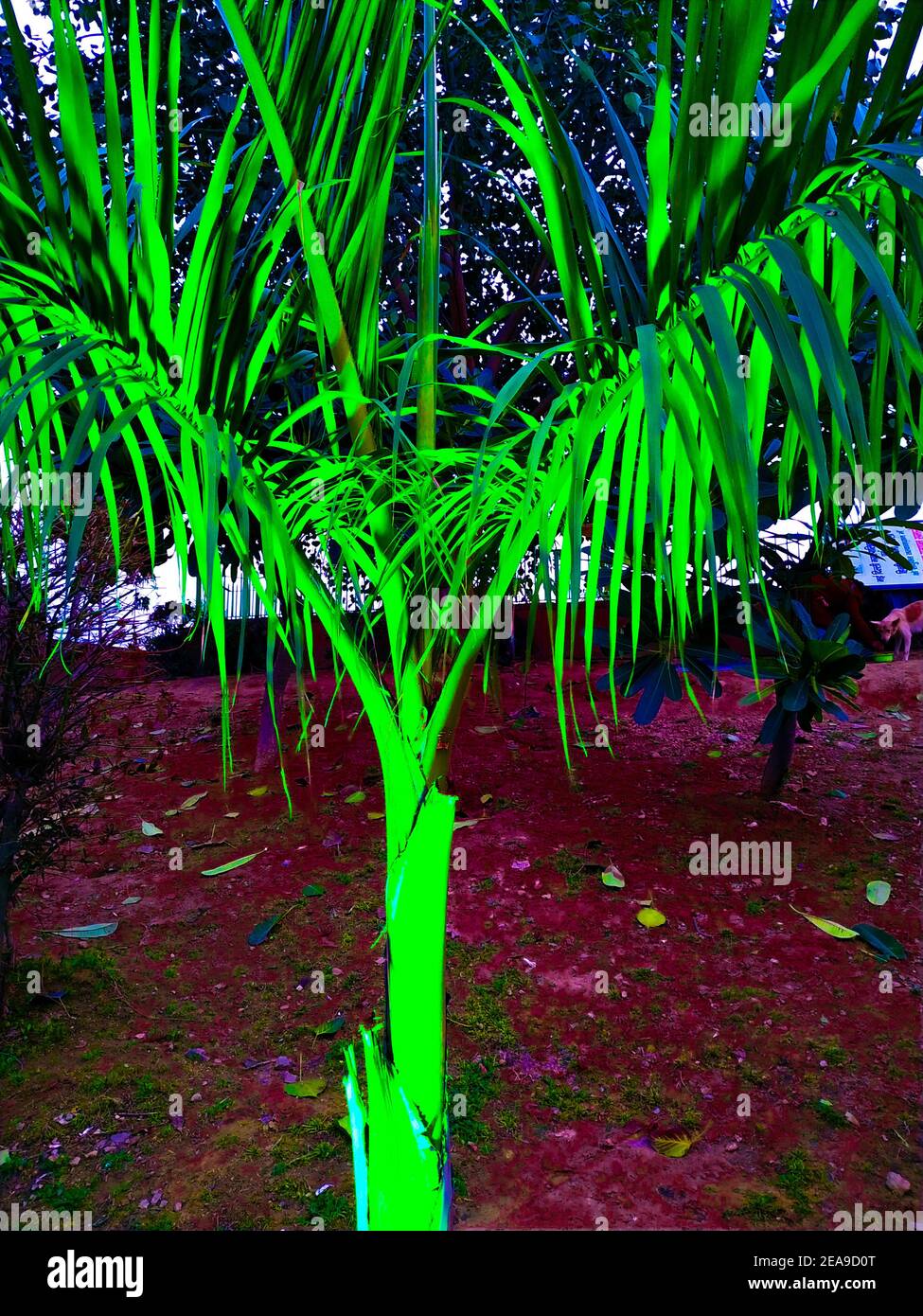 Bamboo tree under a bright neon green light Stock Photo - Alamy