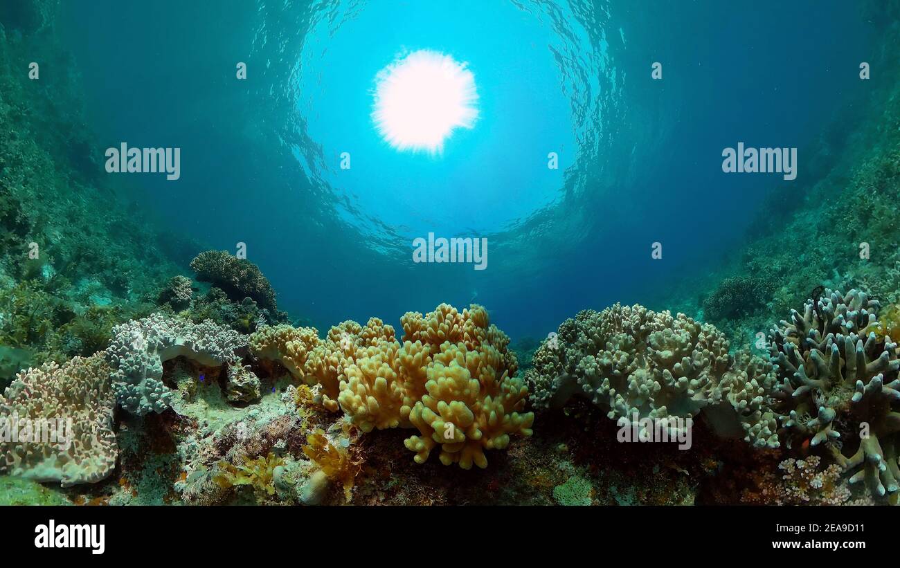 Tropical fishes and coral reef at diving. Beautiful underwater world ...