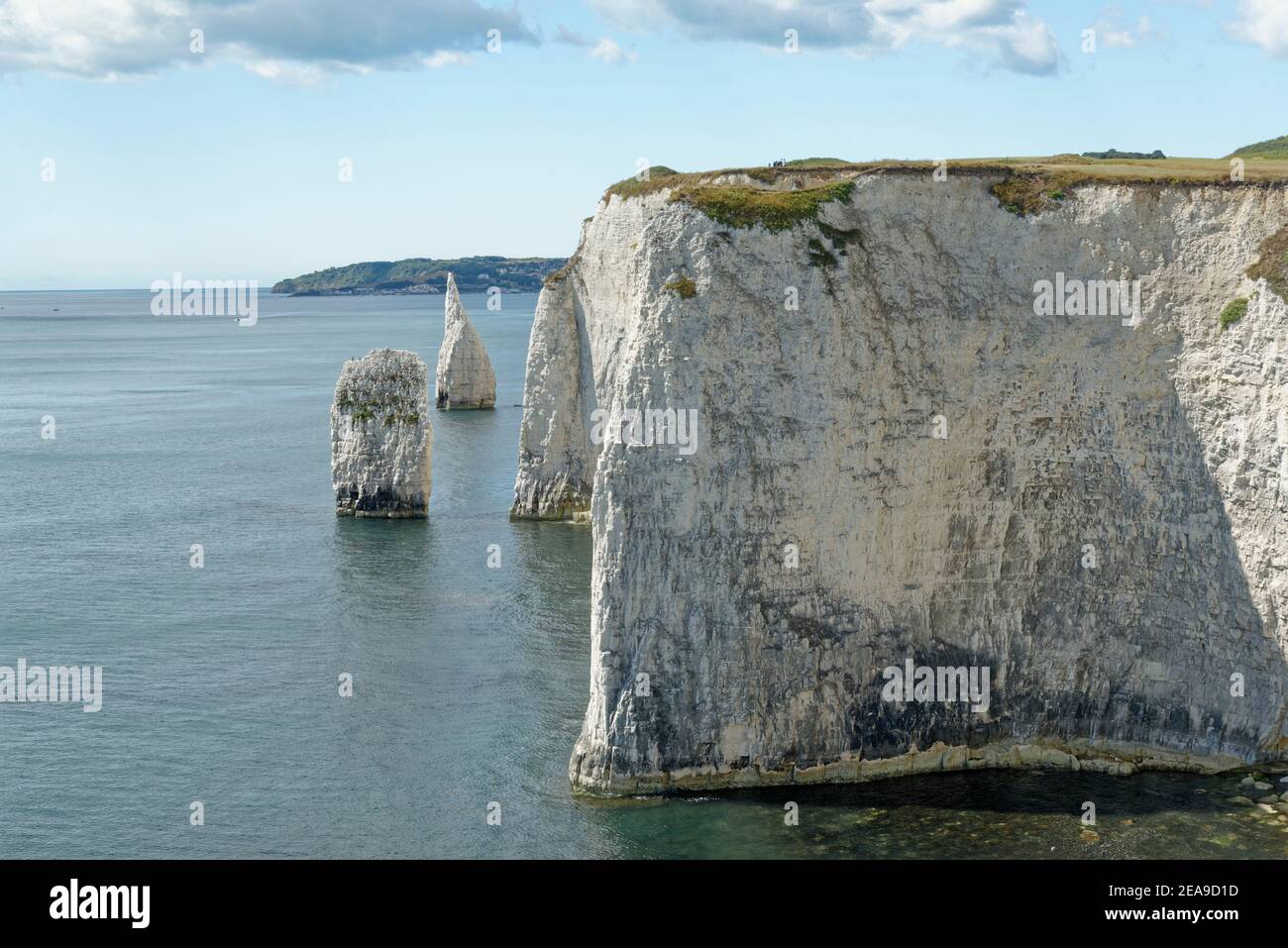 The Pinnacles and white chalk cliffs of Handfast Point, looking west ...