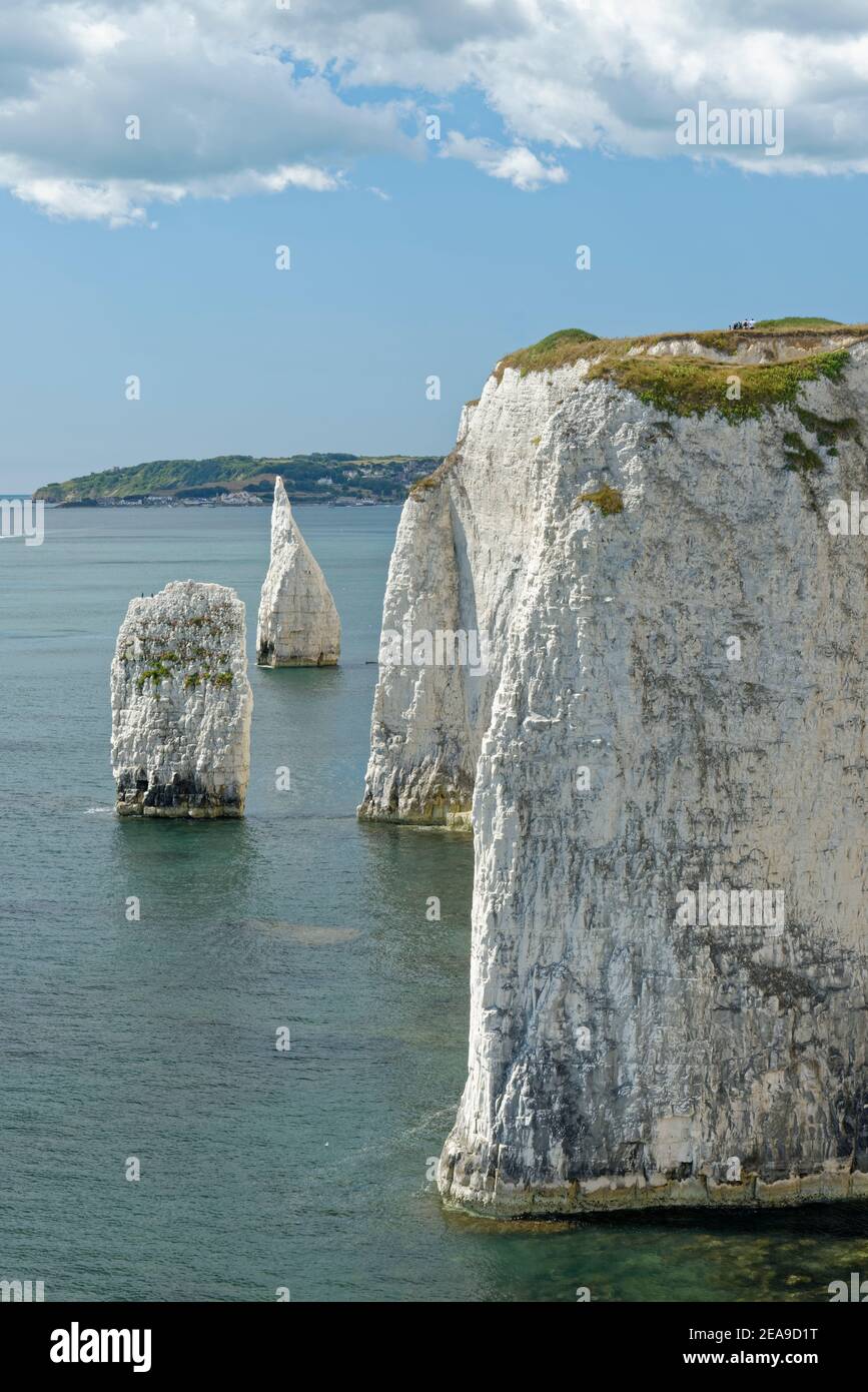 The Pinnacles and white chalk cliffs of Handfast Point, looking west ...
