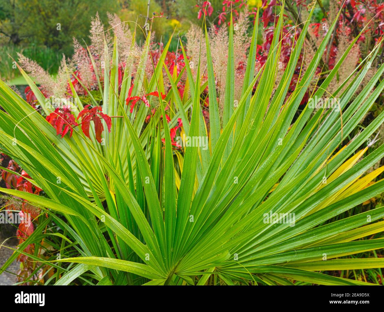 Chamaerops humilis leaf hi-res stock photography and images - Alamy