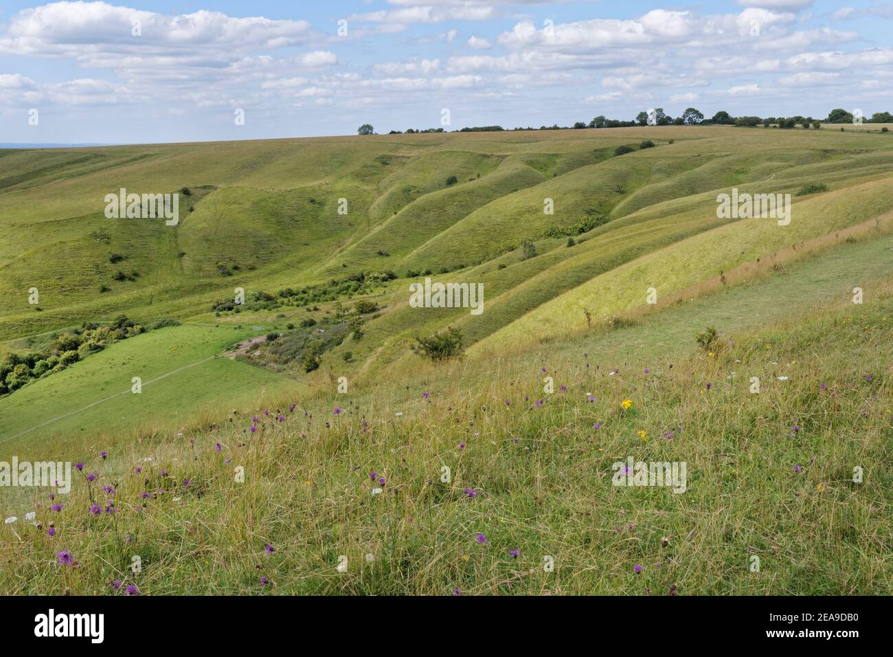 Roundway down hi-res stock photography and images - Alamy
