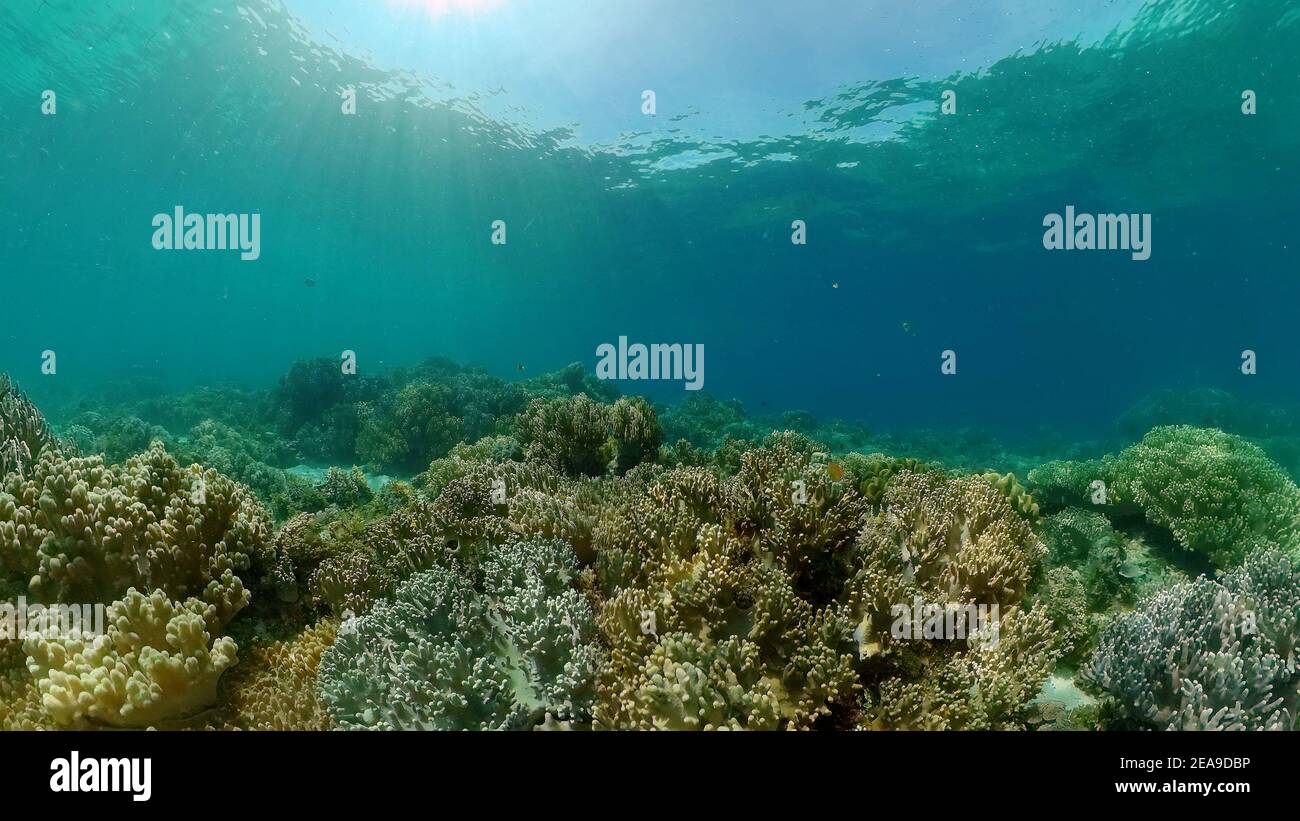 Tropical colourful underwater seascape.The underwater world with ...