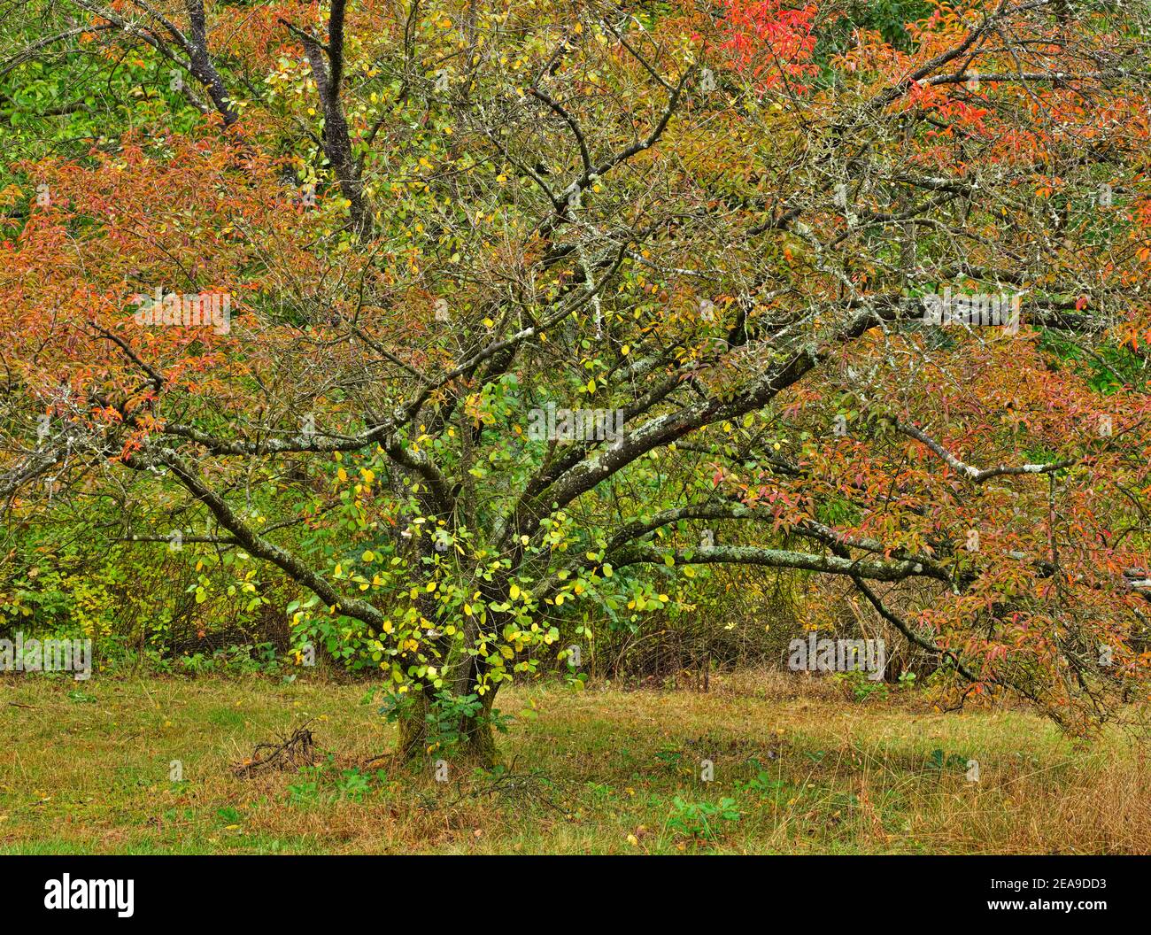 Higan japan hi-res stock photography and images - Alamy