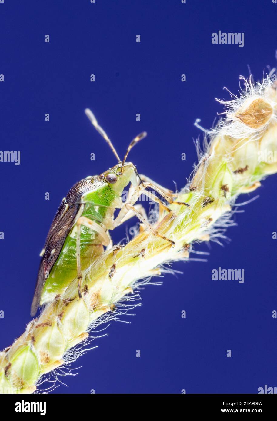 Vertical closeup shot of a stink bug on a grass with seeds Stock Photo ...