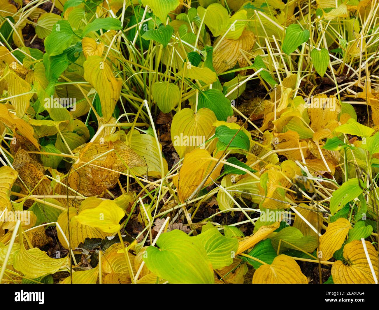 Europe, Germany, Hesse, Marburg, Botanical Garden of the Philipps ...