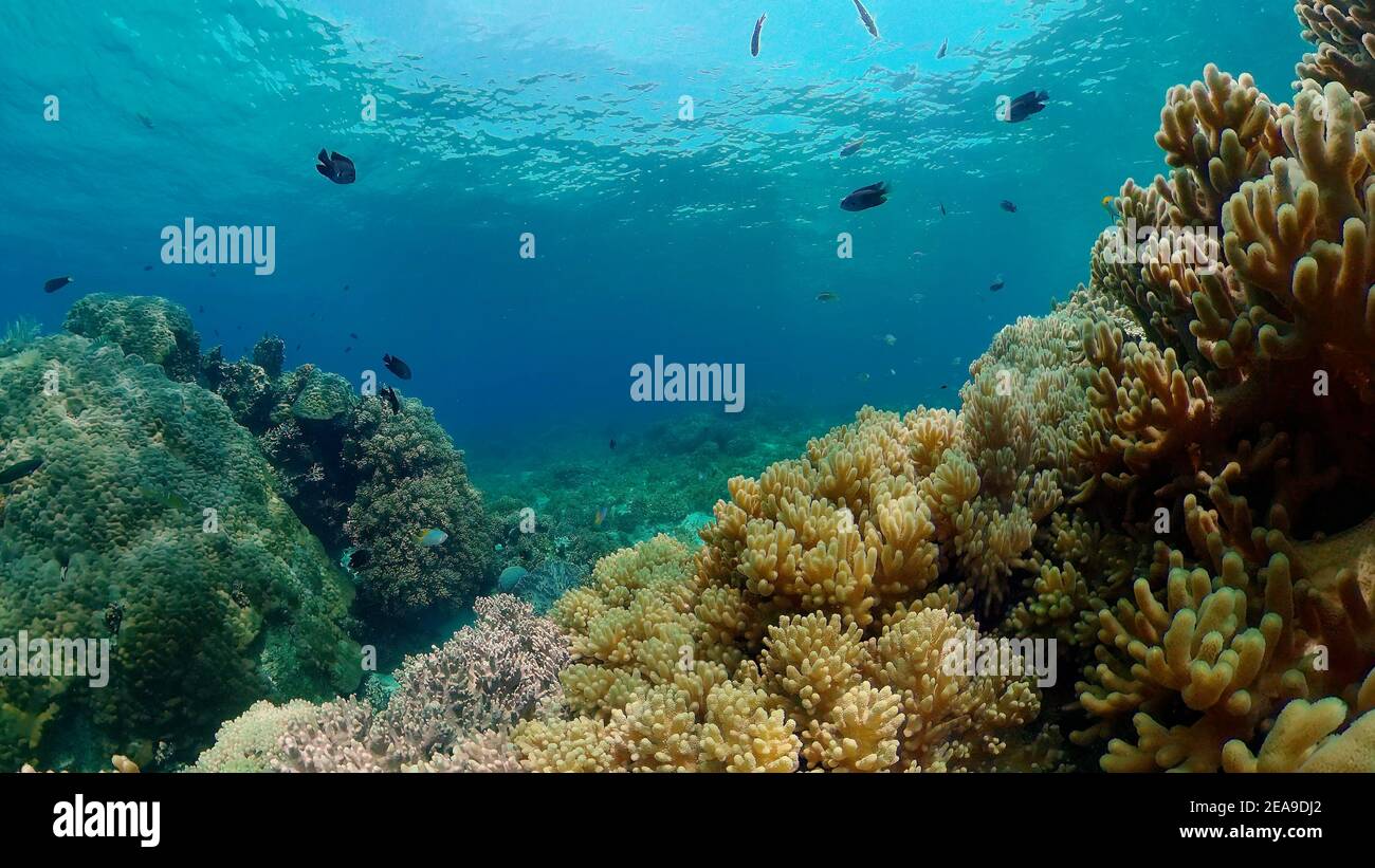 Blue Sea Water and Tropical Fish. Tropical underwater sea fish ...