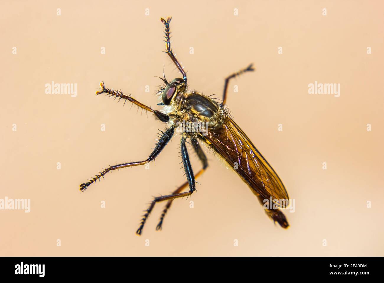 Beige bugs hi-res stock photography and images - Alamy