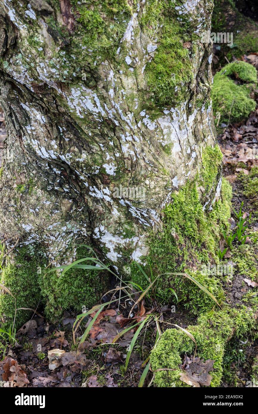 Dramatically colourful natural patterns of moss on tree stumps in their ...
