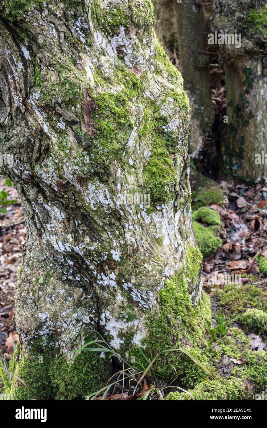 Dramatically colourful natural patterns of moss on tree stumps in their ...