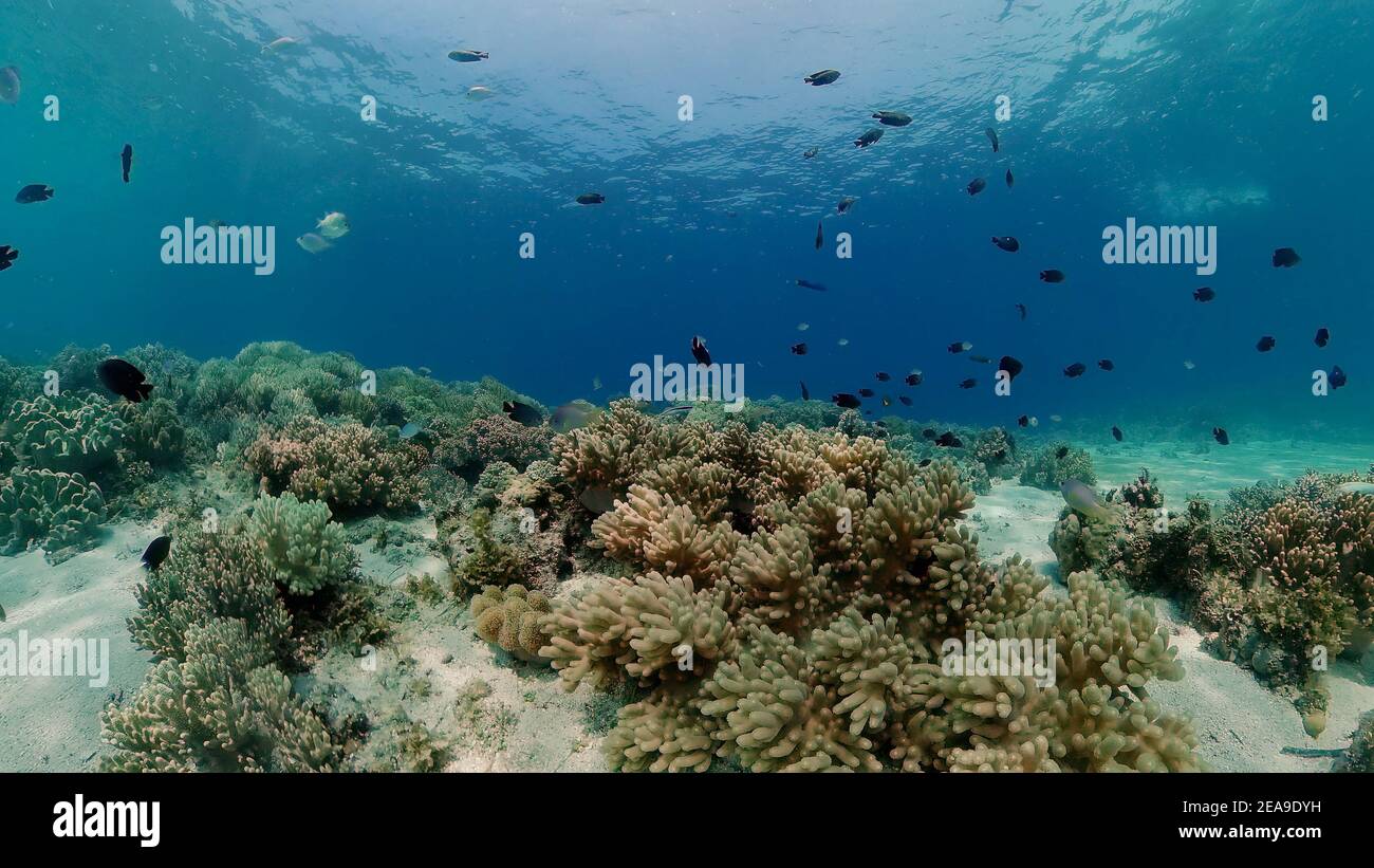 Underwater Scene Coral Reef. Tropical underwater sea fishes ...