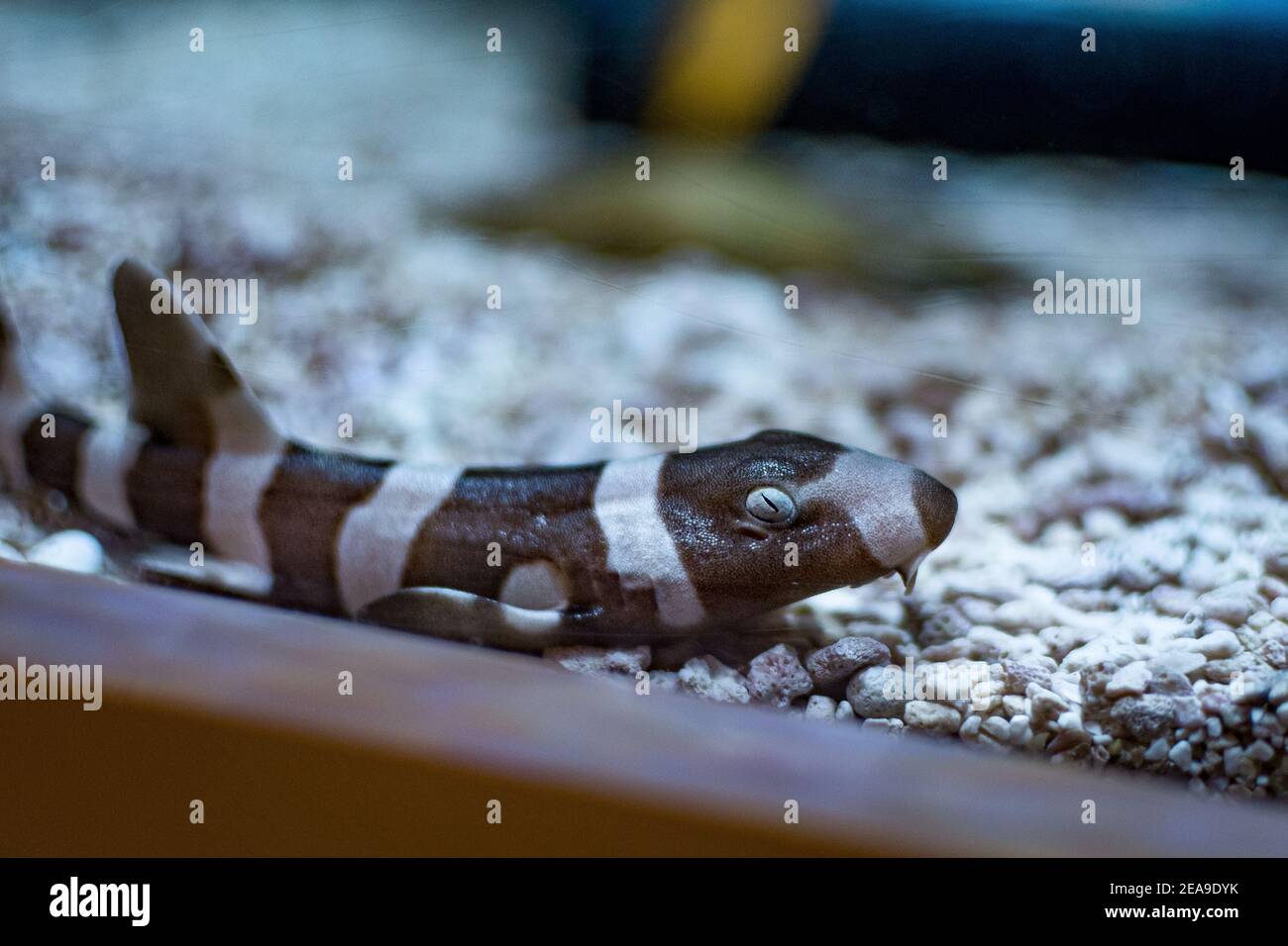 Striped fish in an aquarium Stock Photo - Alamy