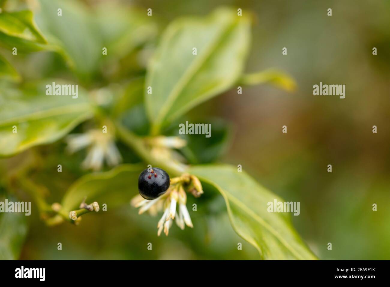 Sarcococca hookeriana (Himalayan sweet box) evergreen garden plant ...