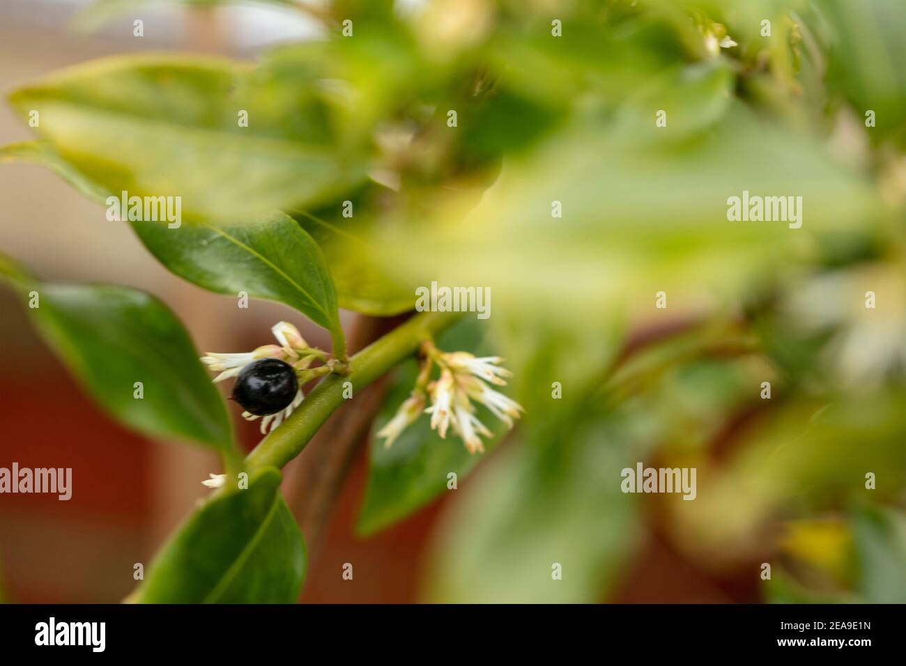 Sarcococca hookeriana (Himalayan sweet box) evergreen garden plant ...