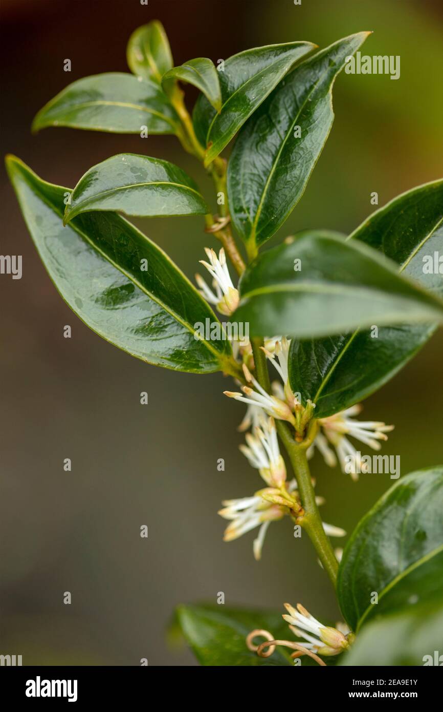 Sarcococca hookeriana (Himalayan sweet box) evergreen garden plant ...