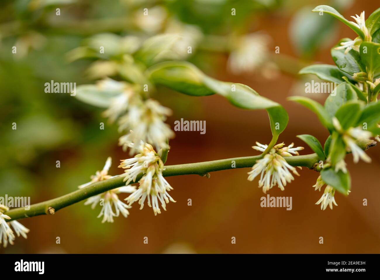 Sarcococca hookeriana (Himalayan sweet box) evergreen garden plant ...
