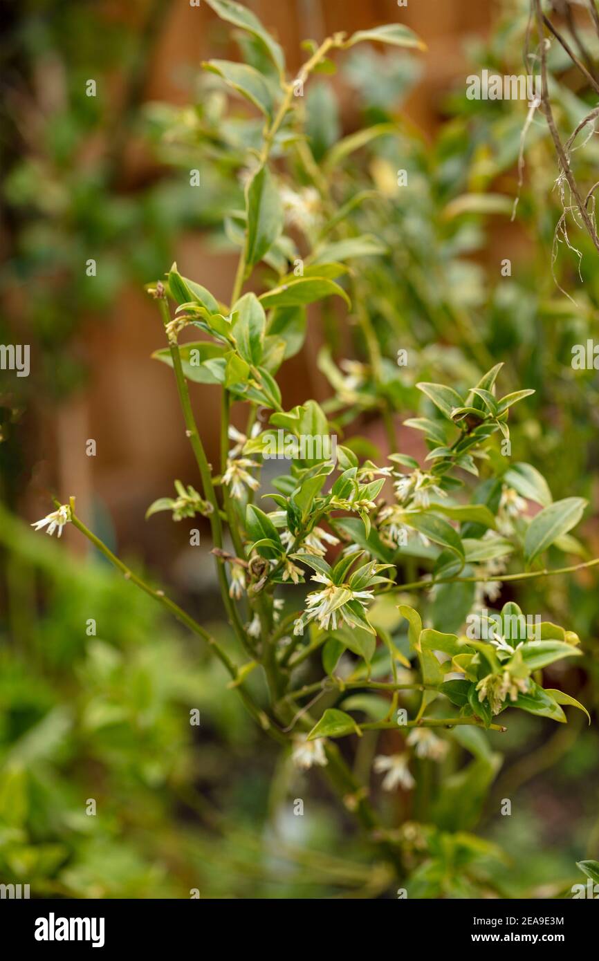 Sarcococca hookeriana (Himalayan sweet box) evergreen garden plant ...