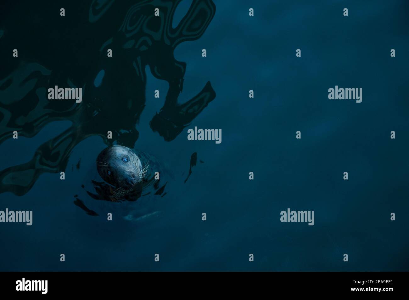 harbor seal, common seal, Phoca vitulina. Howth Fishery Harbour. Howth ...