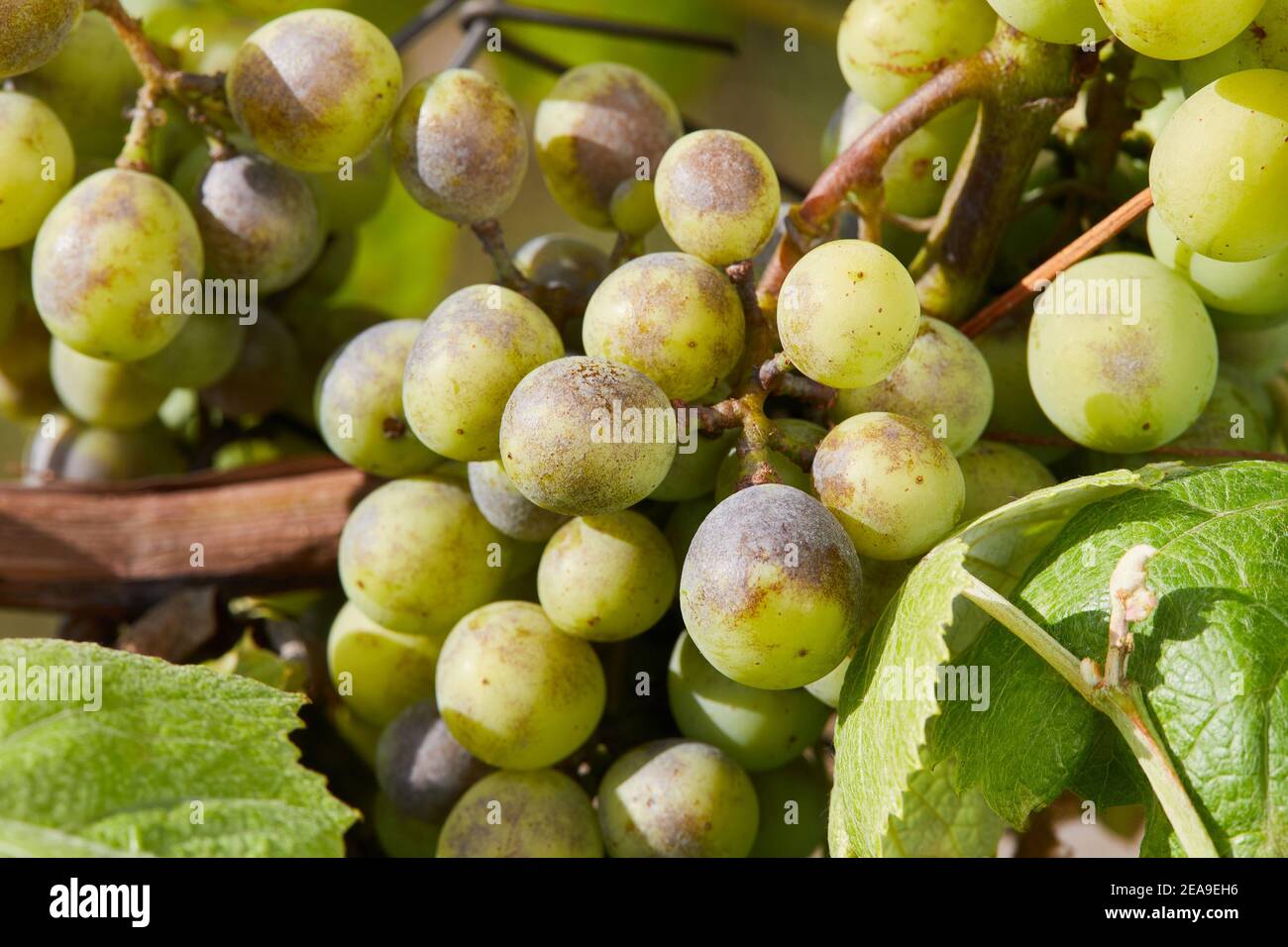 Bunches of grapes affected by powdery mildew or oidium. Rotten grapes affected by fungal disease ...