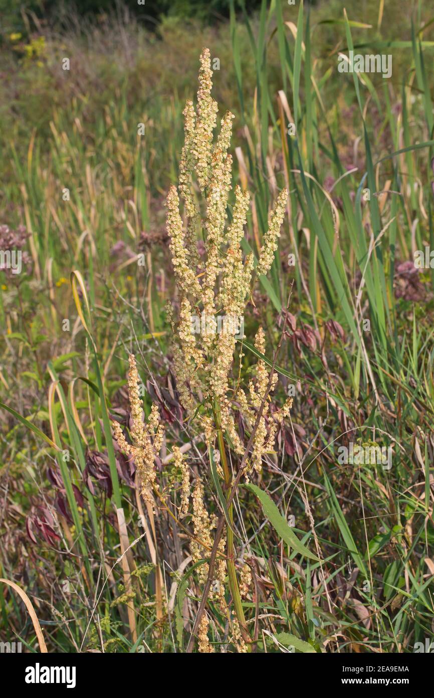 Water Dock Flower High Resolution Stock Photography and Images - Alamy