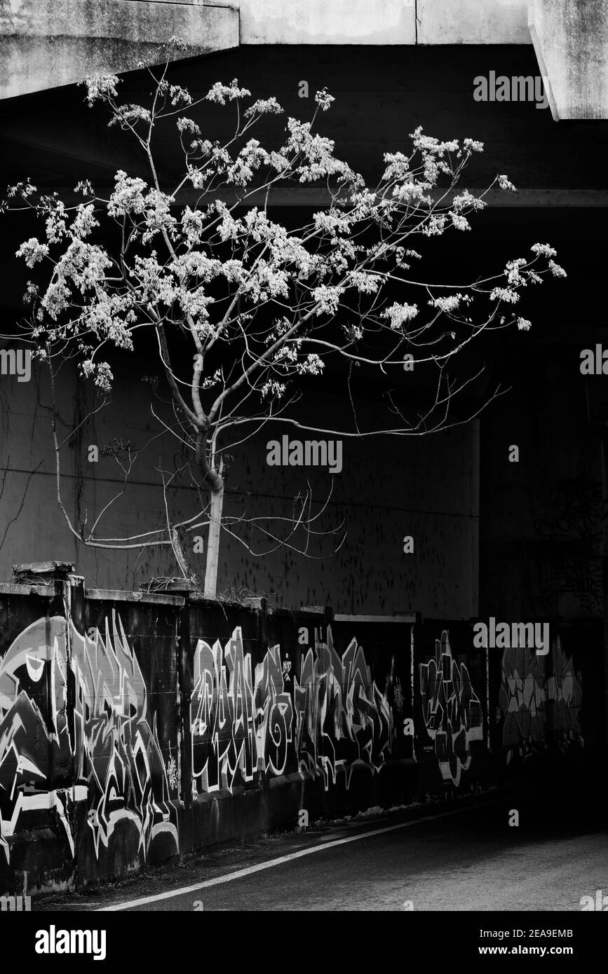 Tree trapped in concrete Stock Photo - Alamy