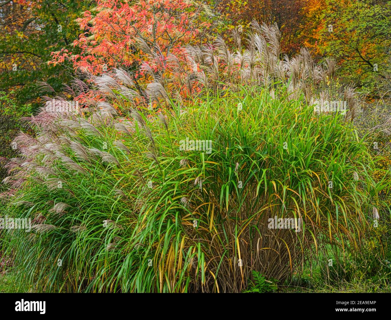 Chinese reed miscanthus sinensis hi-res stock photography and images ...
