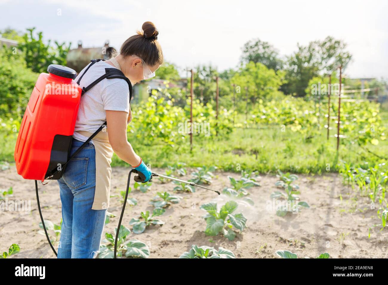 Farmer woman spraying cabbage plants in vegetable garden Stock Photo ...