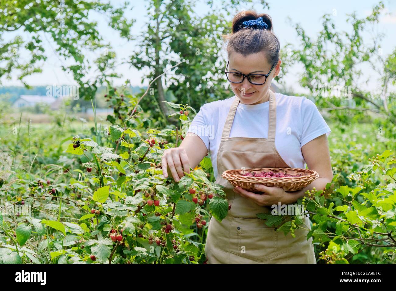 Gardener woman picking raspberries in the garden Stock Photo - Alamy