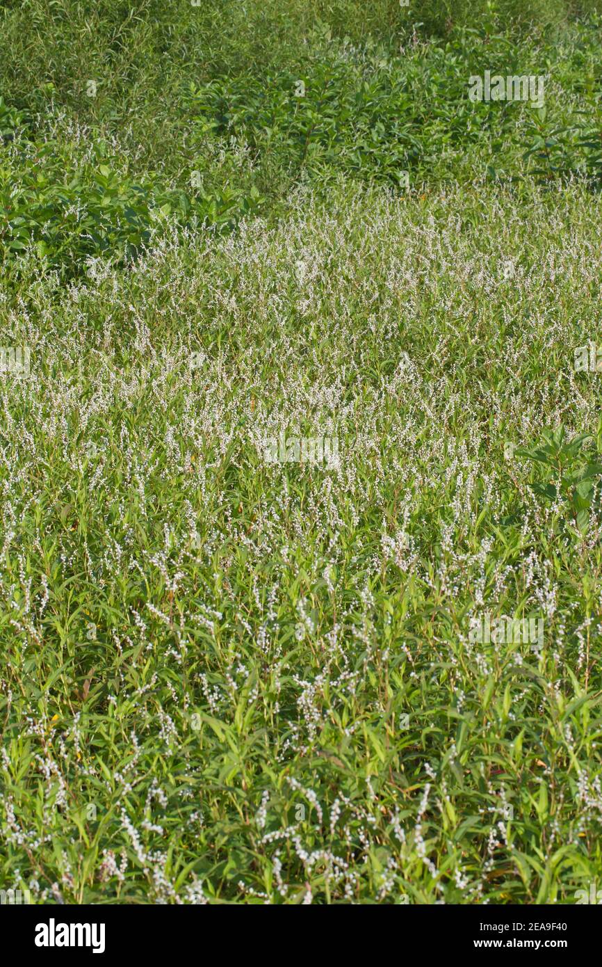 Persicaria Hydropiperoides High Resolution Stock Photography and Images ...