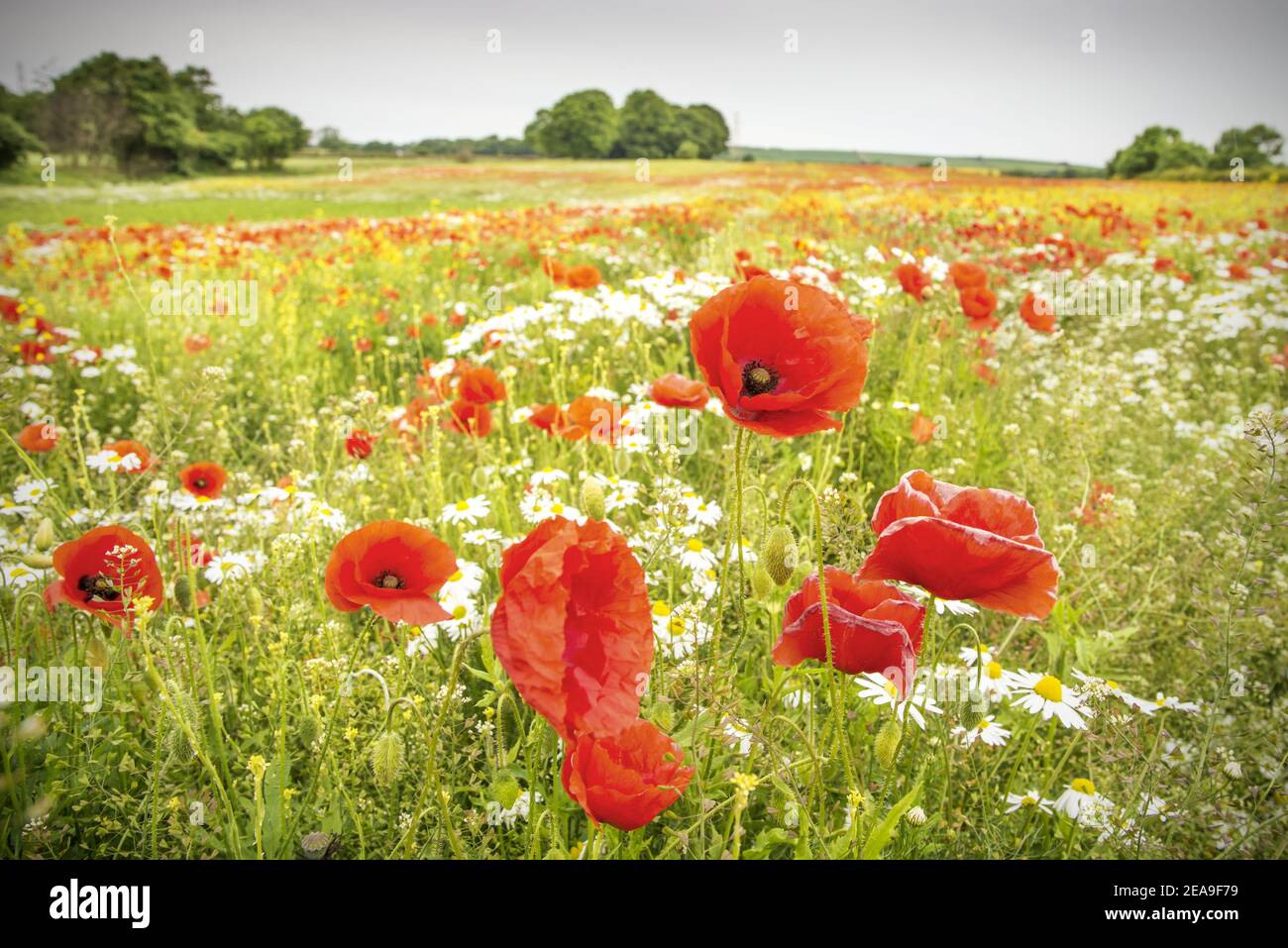 Poppy and daisy flowers in a Stock Photo - Alamy