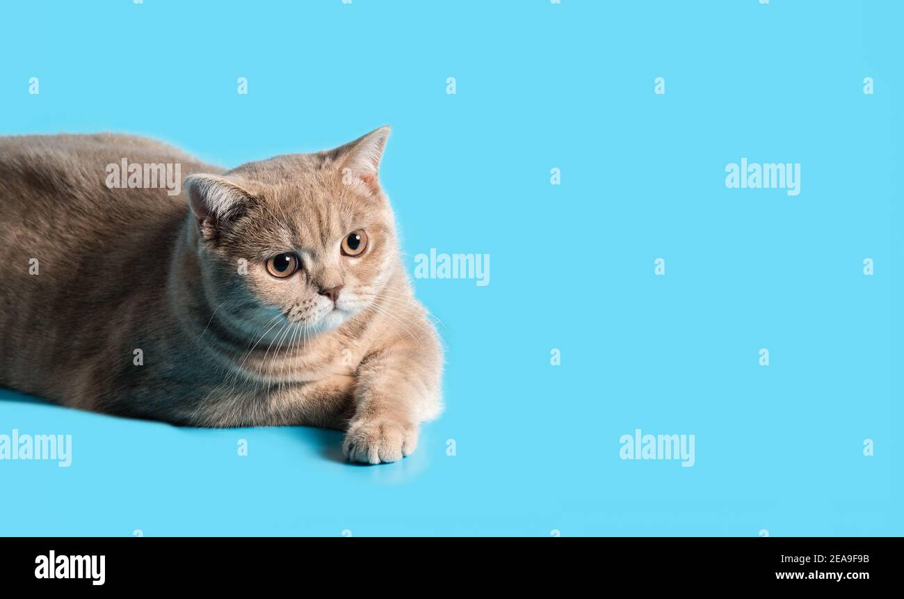 Brooding British Shorthair cat of peach color on a blue background ...